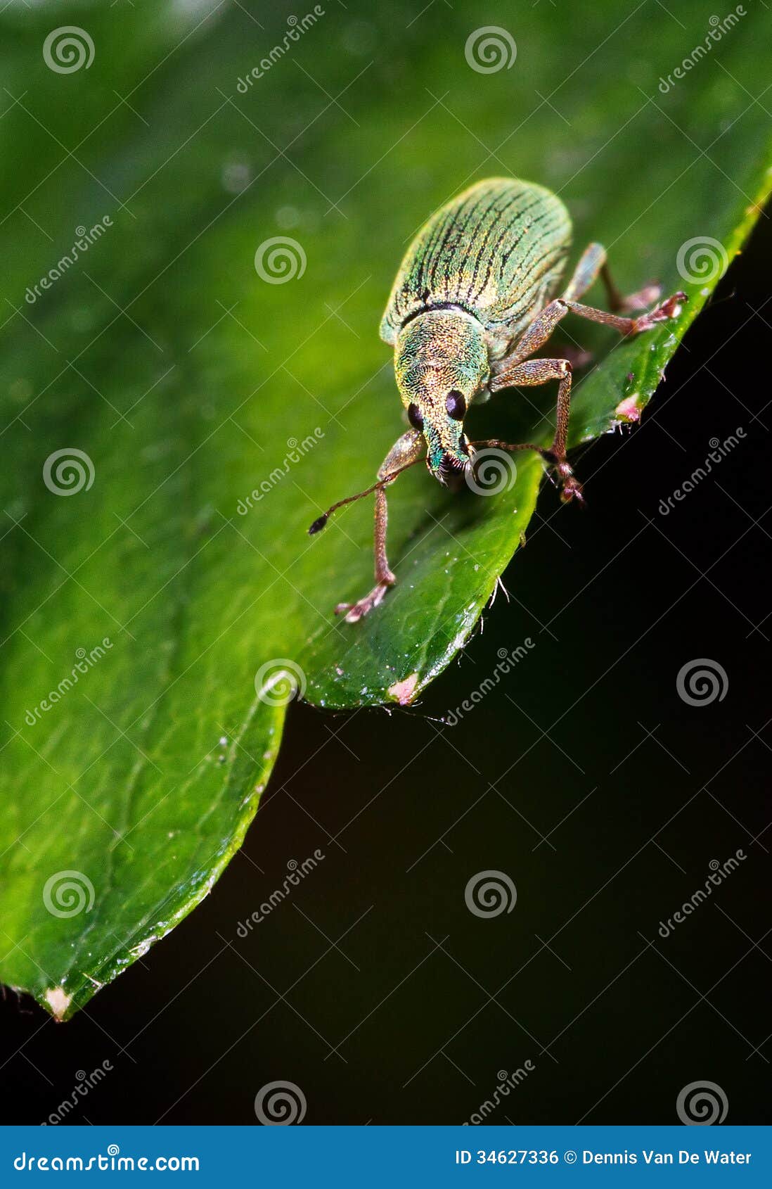 Polydrusus sericeus stock photo. Image of beetle, natural - 34627336