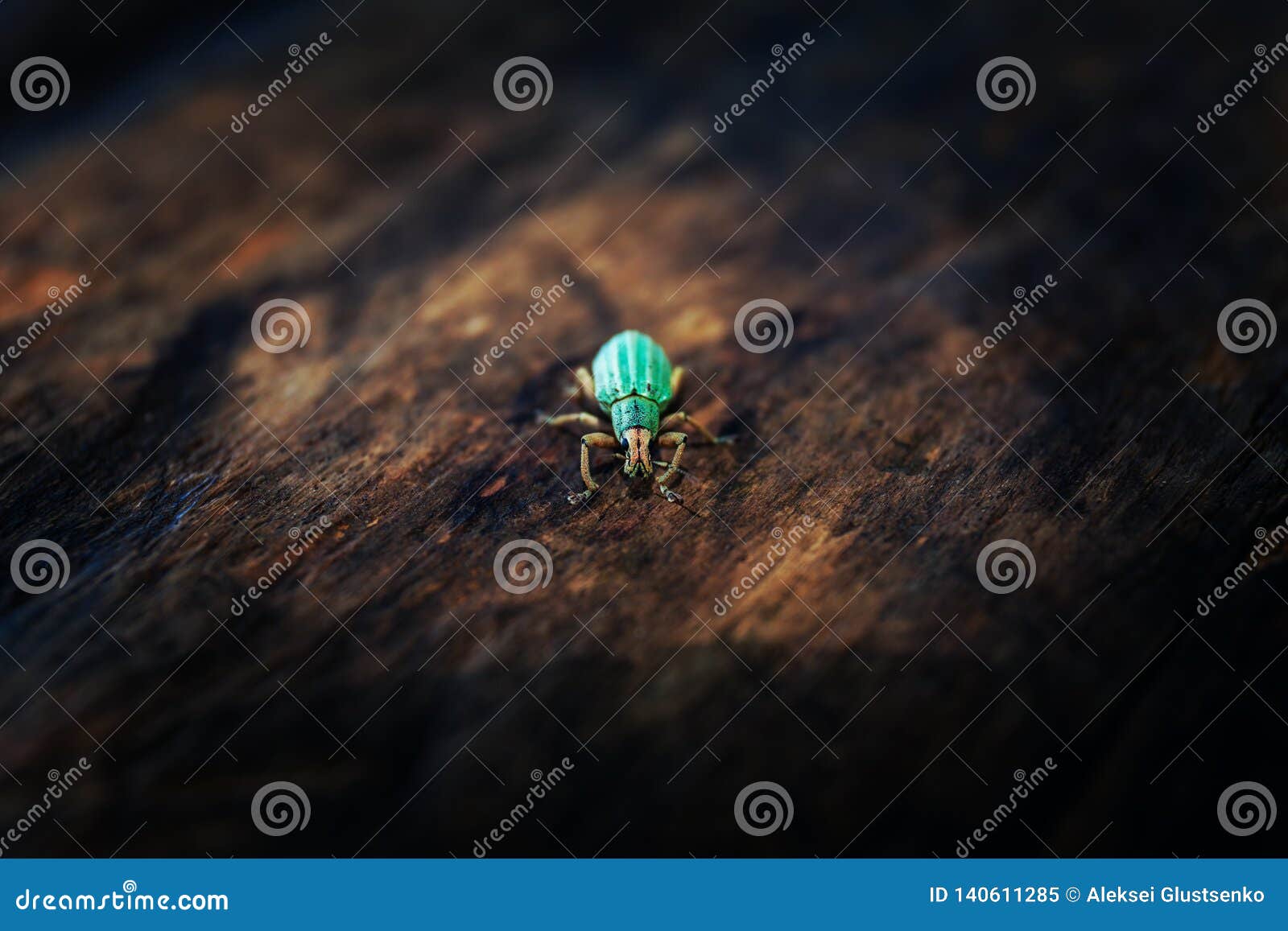 Polydrusus Sericeus, Green Immigrant Leaf Weevil, Walking In Nature ...