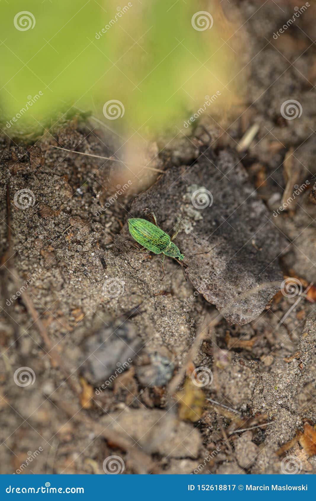 Polydrusus Sericeus, Green Immigrant Leaf Weevil, Walking in Nature ...