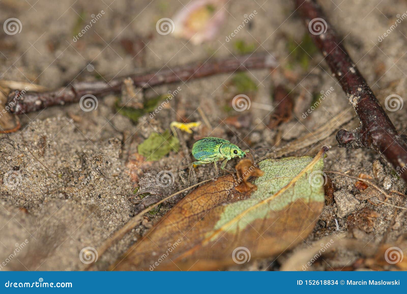 Polydrusus Sericeus, Green Immigrant Leaf Weevil, Walking in Nature ...