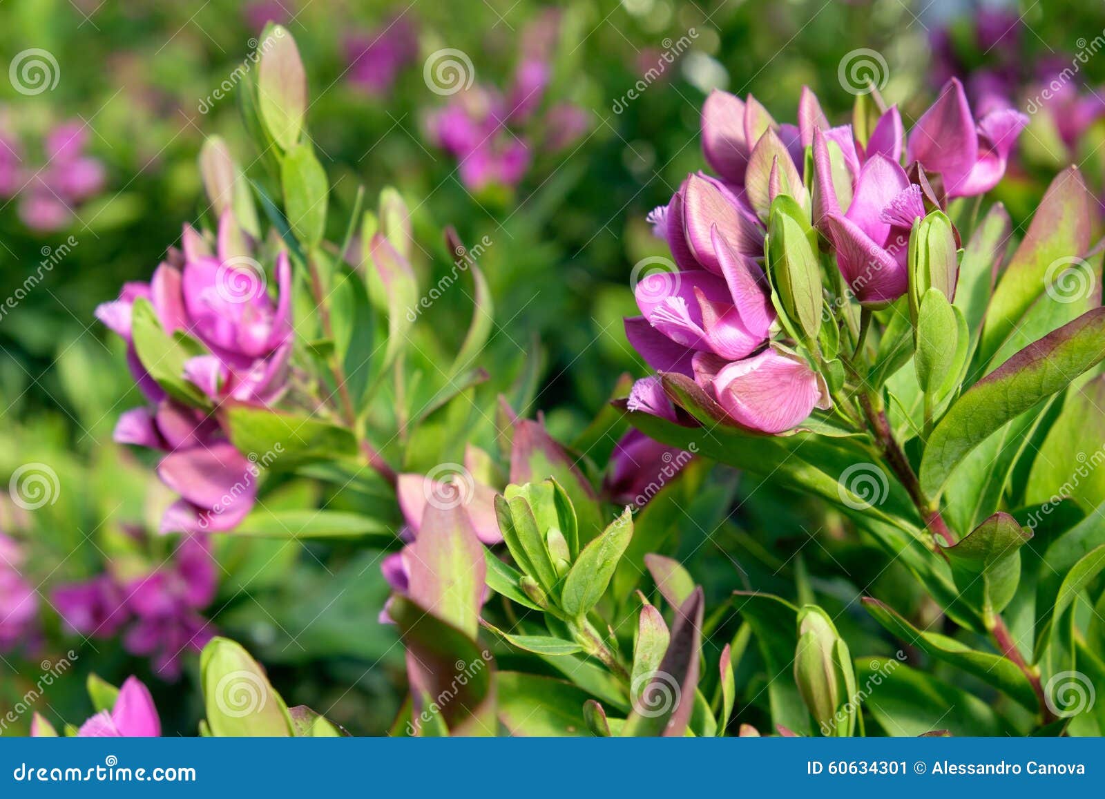 Polygala myrtifolia bloom stock image. Image of blooms - 60634301
