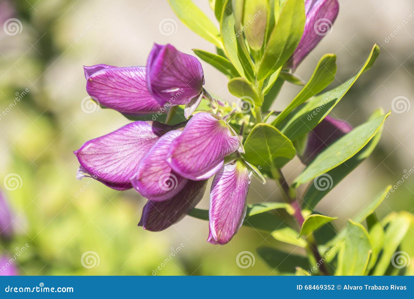 Polygala Myrtifolia, Polygalaceae Stock Photo - Image of flowerpot ...