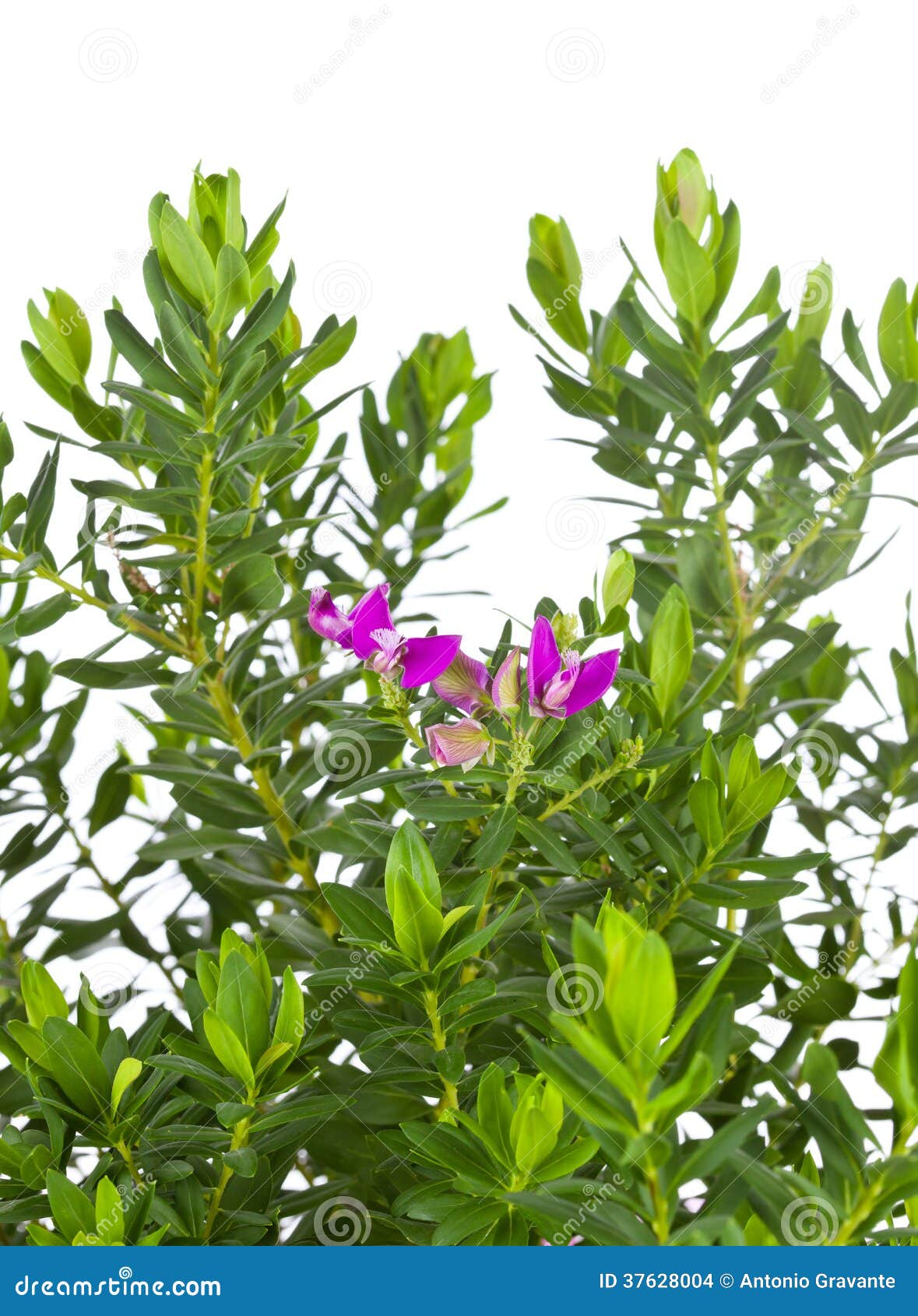 Polygala Grandiflora, Three Purple Flowers On Tree Branches. Royalty ...