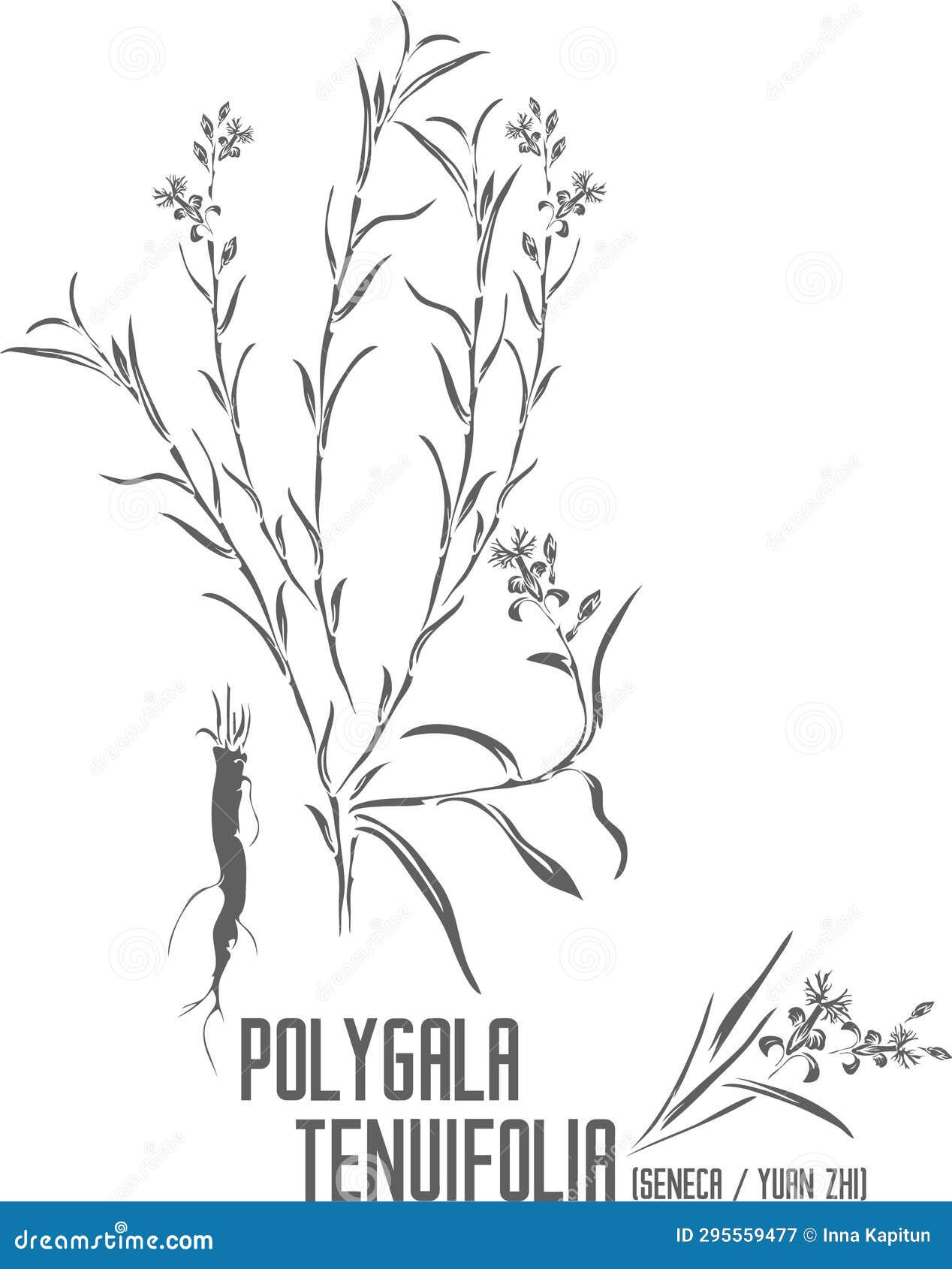 Seneca Cartoon Character. Vector Illustration. | CartoonDealer.com ...