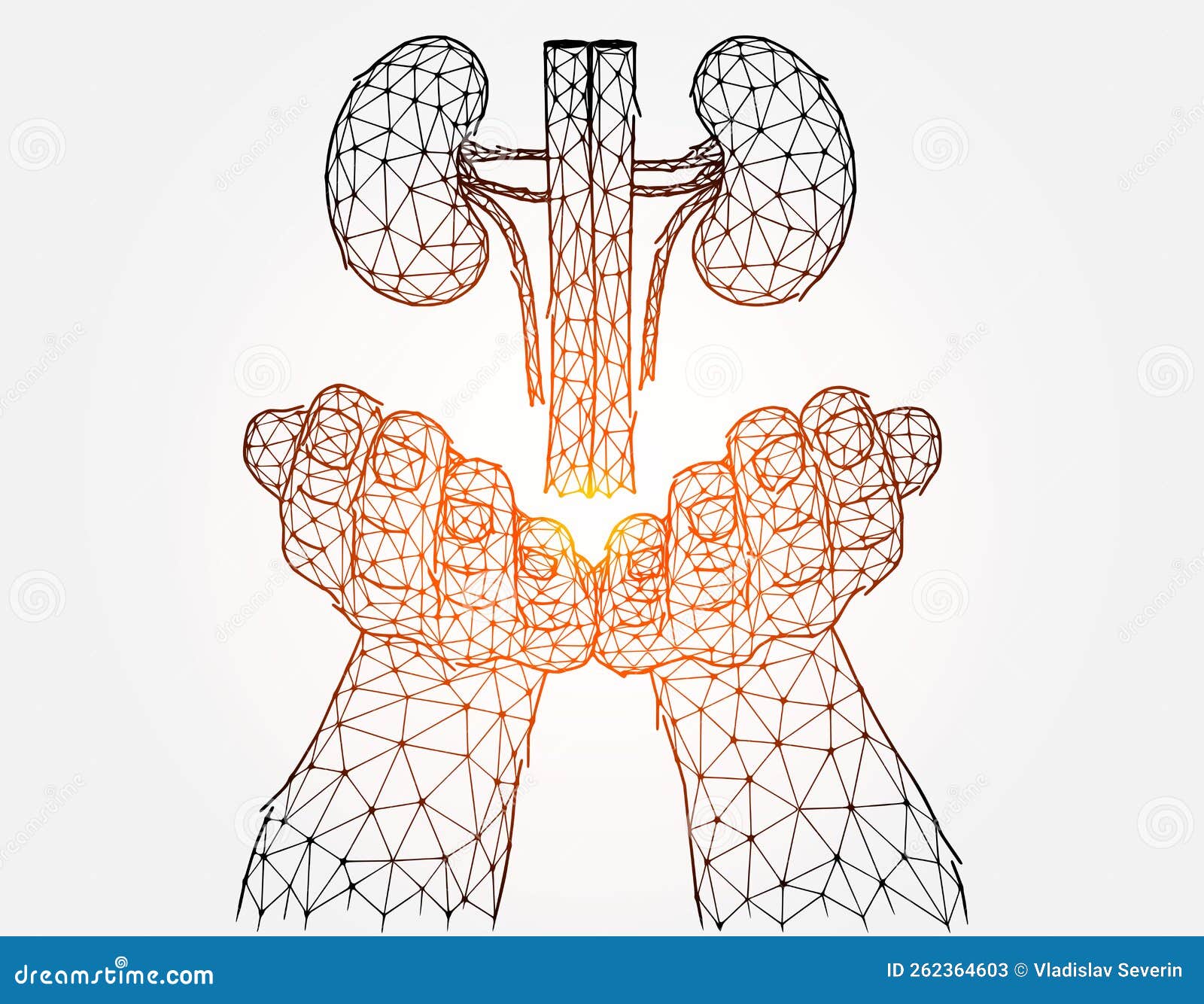 Polygonal Vector Illustration of a Hand with Human Kidneys. Stock ...