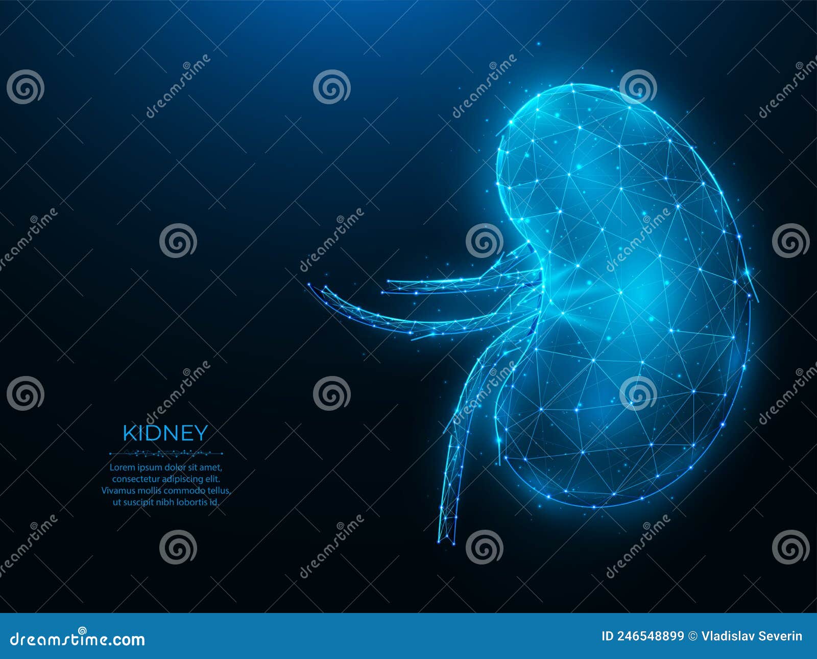 Polygonal Vector Illustration of Human Kidney on a Dark Blue Background ...