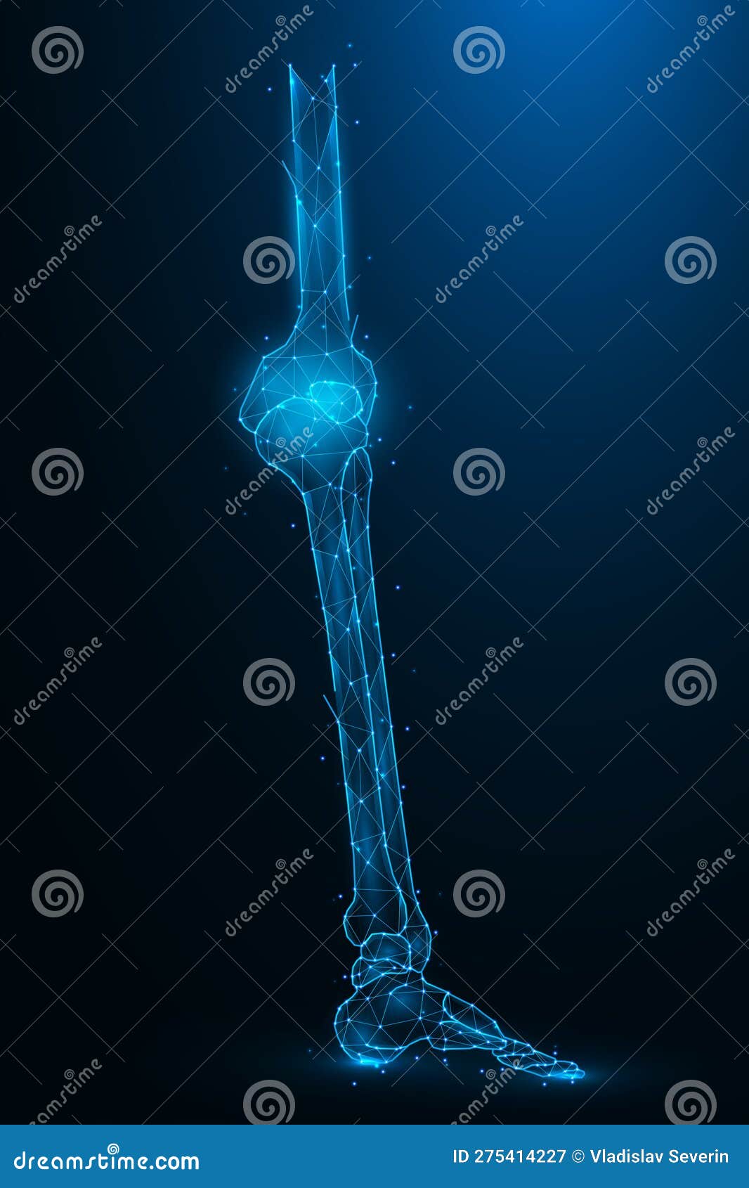 Polygonal Vector Illustration of Leg Bones on a Dark Blue Background ...