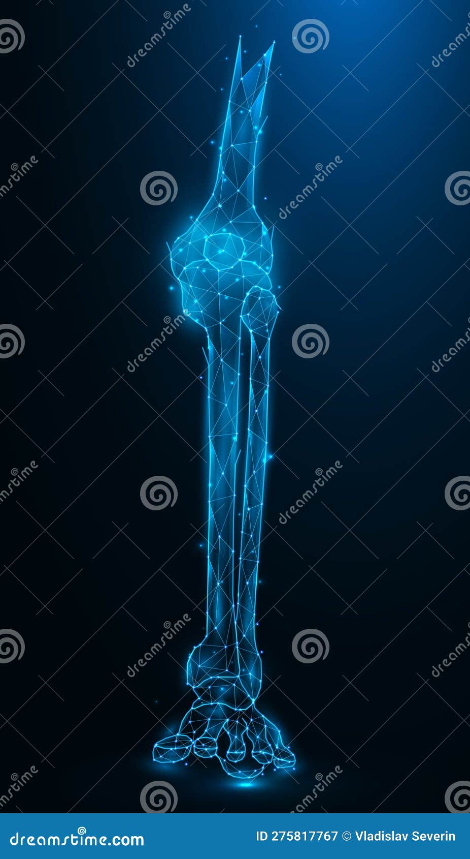 Polygonal Vector Illustration of Leg Bones on a Dark Blue Background ...