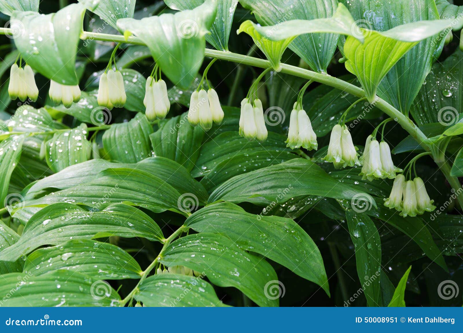 Polygonatum Commutatum stock image. Image of natural - 50008951