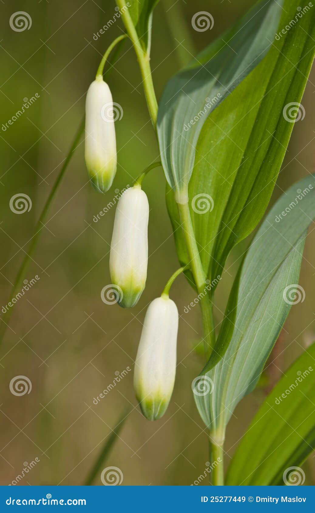 Polygonatum multiflorum stock image. Image of flowers - 25277449