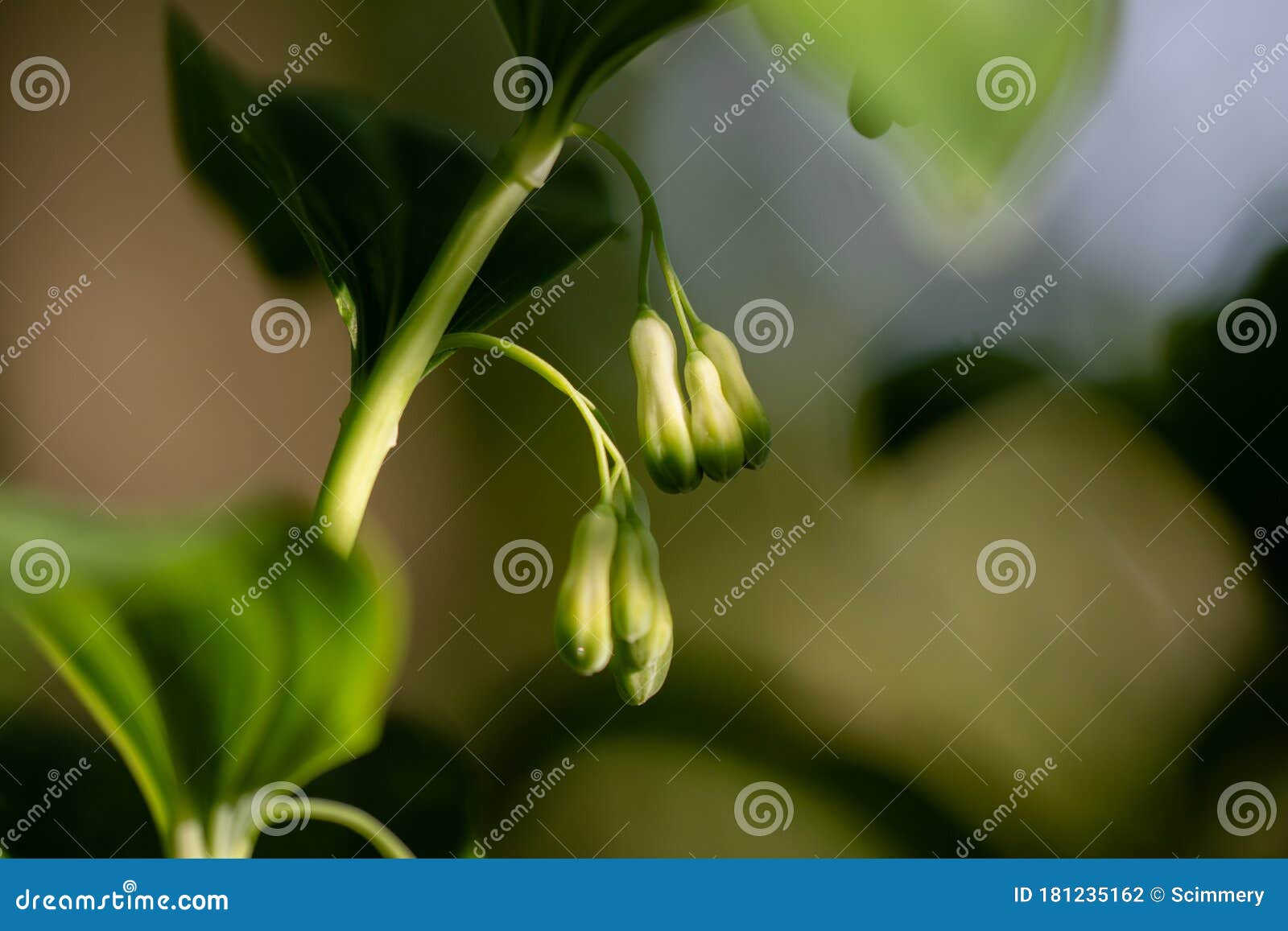 Polygonatum Multiflorum Fresh Green Spring Flowers Stock Photo - Image ...