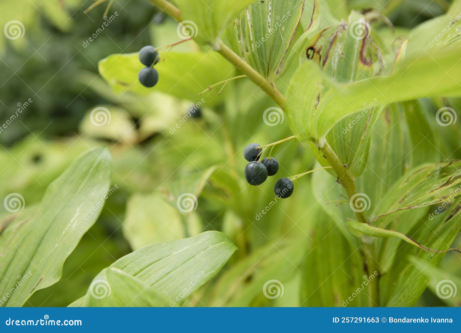 Polygonatum Multiflorum Plant with Seeds Close Up in a Garden Stock ...
