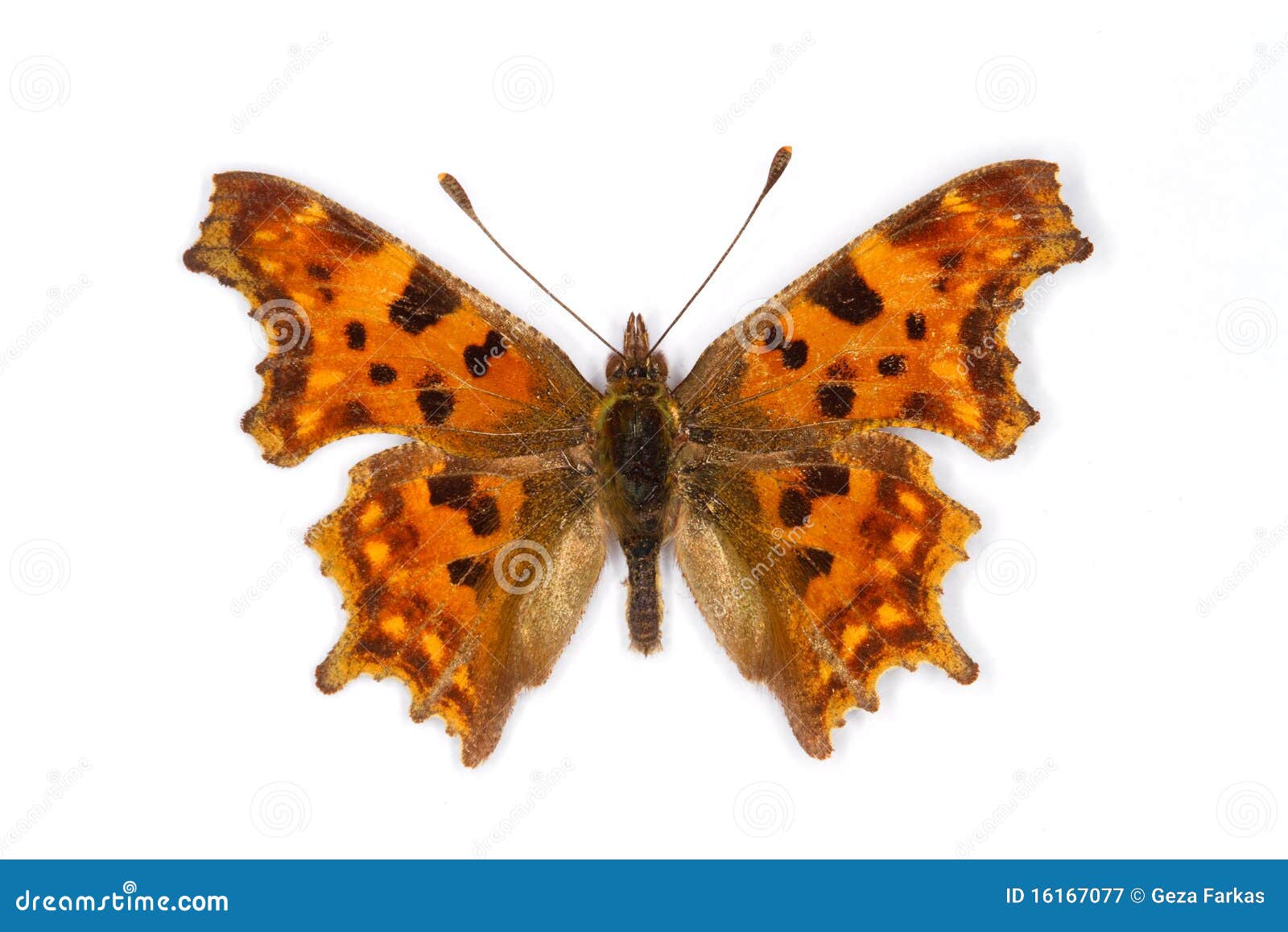 Polygonia C-album stock image. Image of isolated, view - 16167077