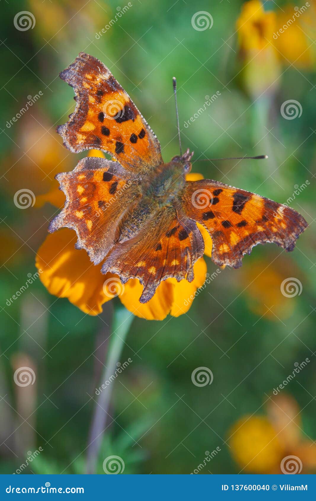 Polygonia Interrogationis, the Question Mark Butterfly Stock Photo ...