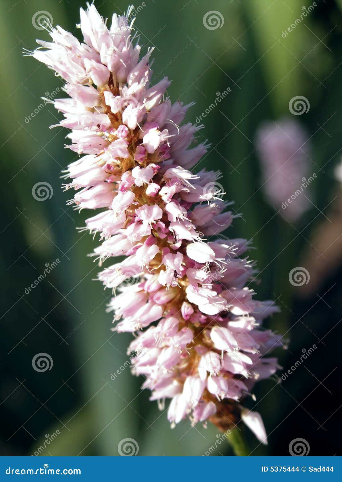 Polygonum stock photo. Image of seasonal, bloom, petal - 5375444