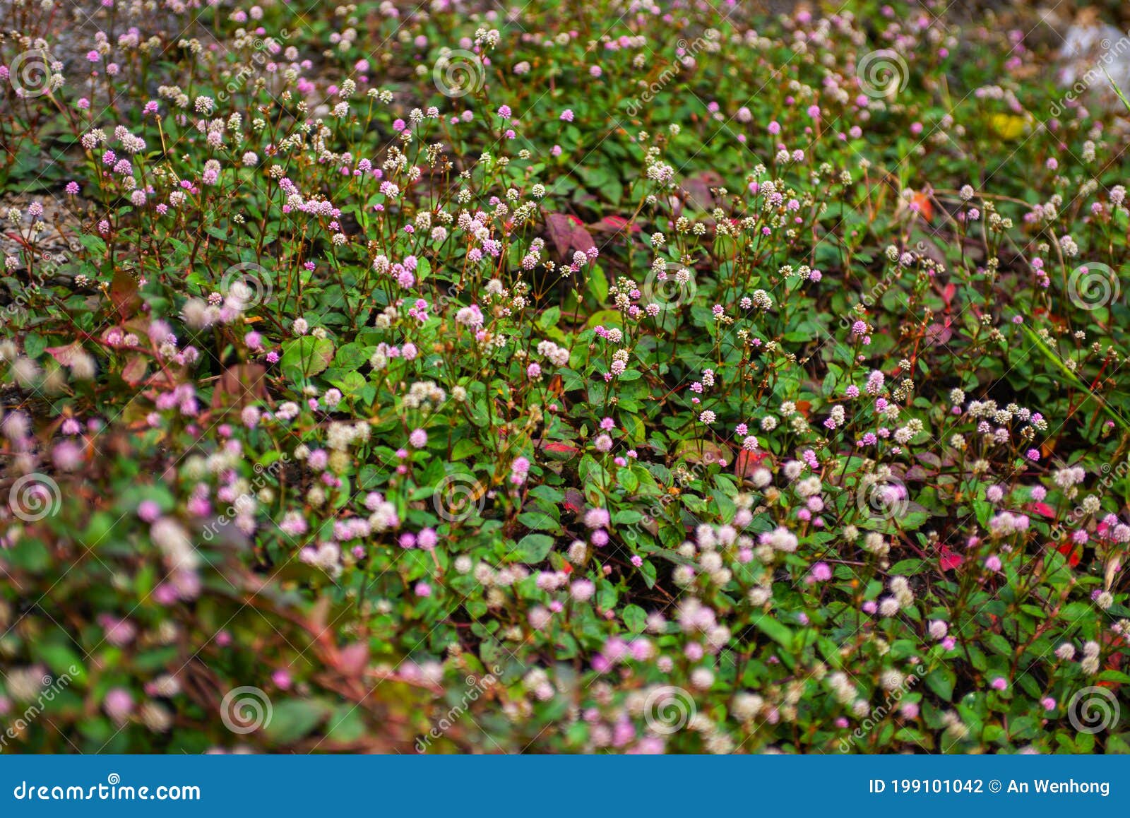 Polygonum Capitatum Flowers in Full Bloom Stock Photo - Image of nature ...