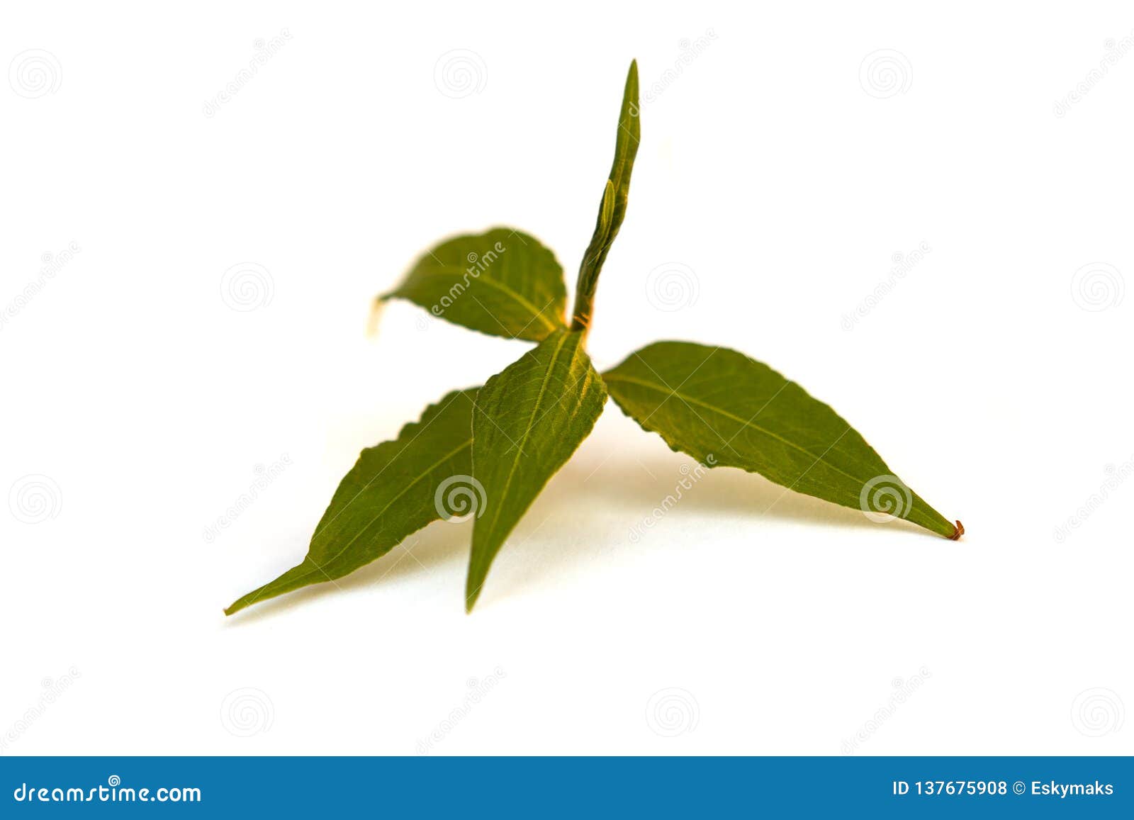 Polygonum Flowering Plant Leaves Stock Photo - Image of polygonaceae ...