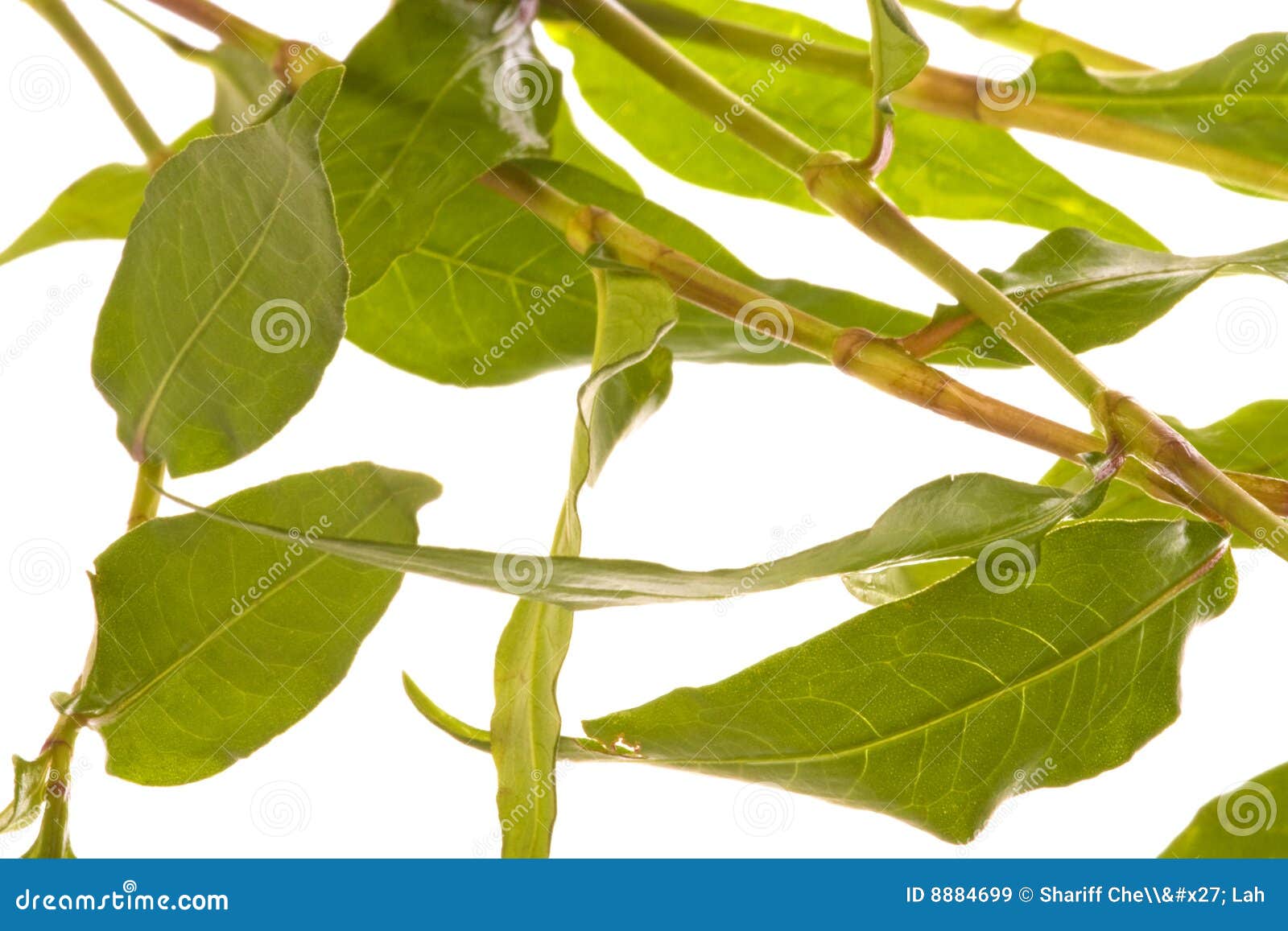 Polygonum Isolated stock image. Image of natural, plant - 8884699