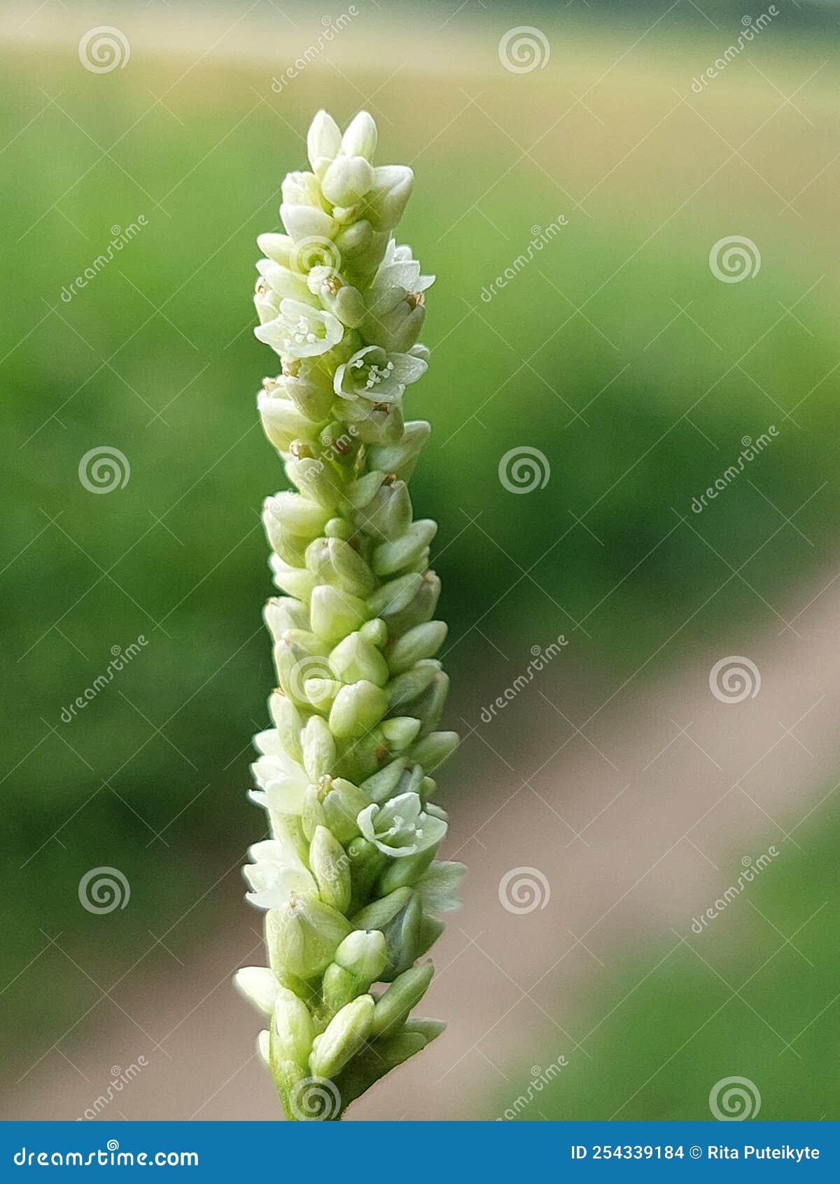 Polygonum lapathifolium stock photo. Image of knotweed - 254339184