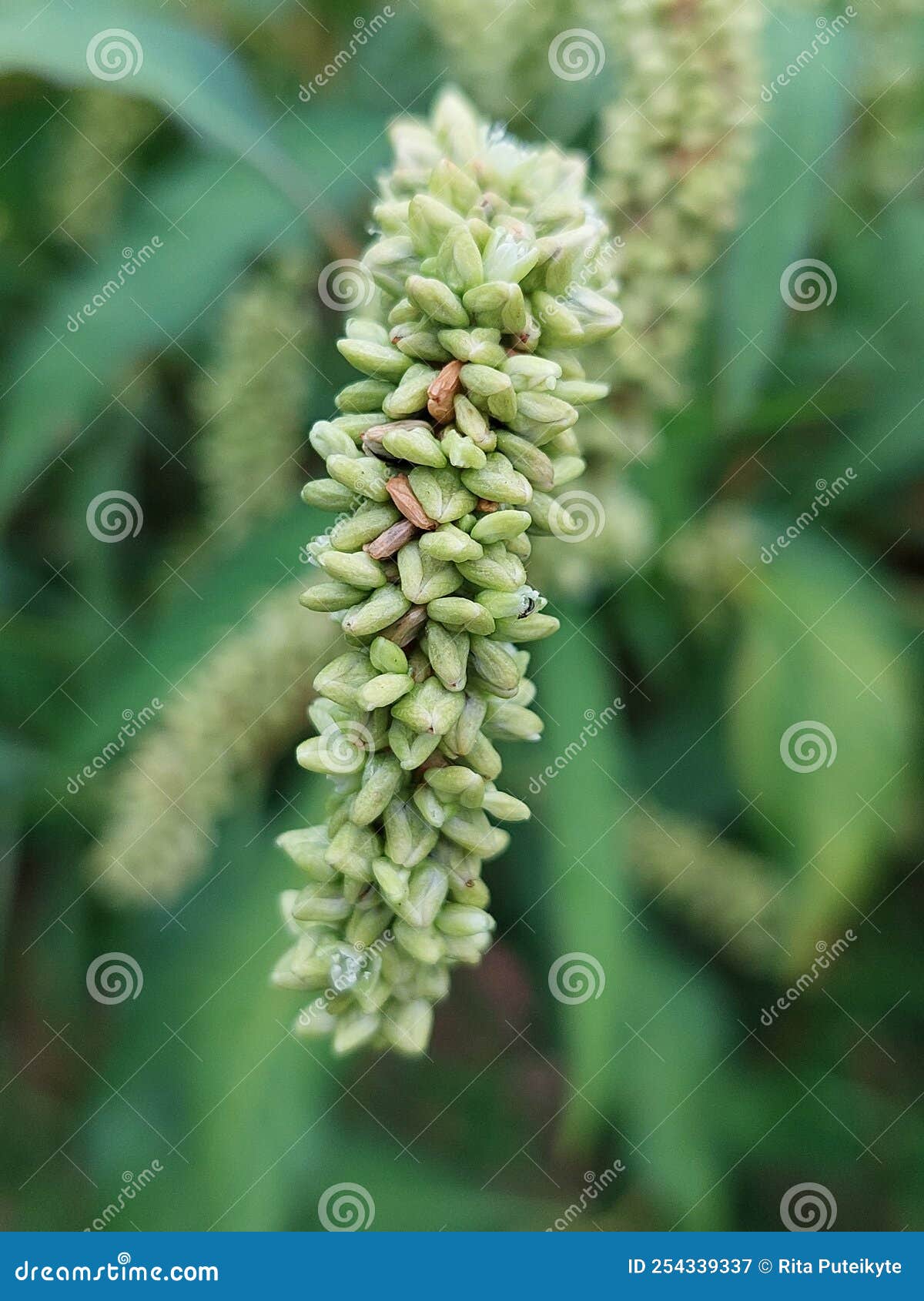 Polygonum lapathifolium stock image. Image of smartweed - 254339337