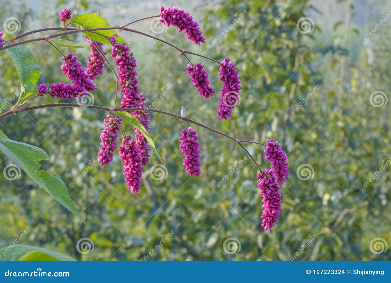 Polygonum orientale stock photo. Image of pink, natural - 197223324