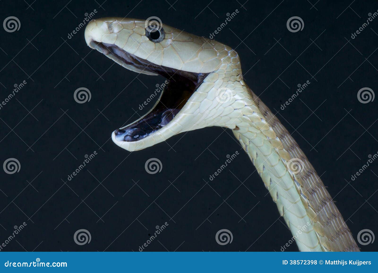 Polylepis Del Dendroaspis Del Mamba/nero Fotografia Stock - Immagine di ...