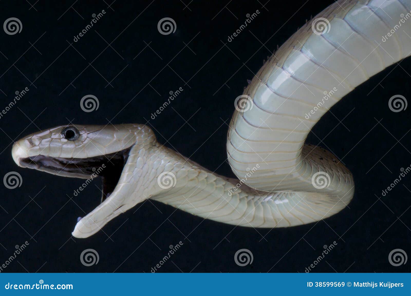 Polylepis Del Dendroaspis Del Mamba/nero Immagine Stock - Immagine di ...