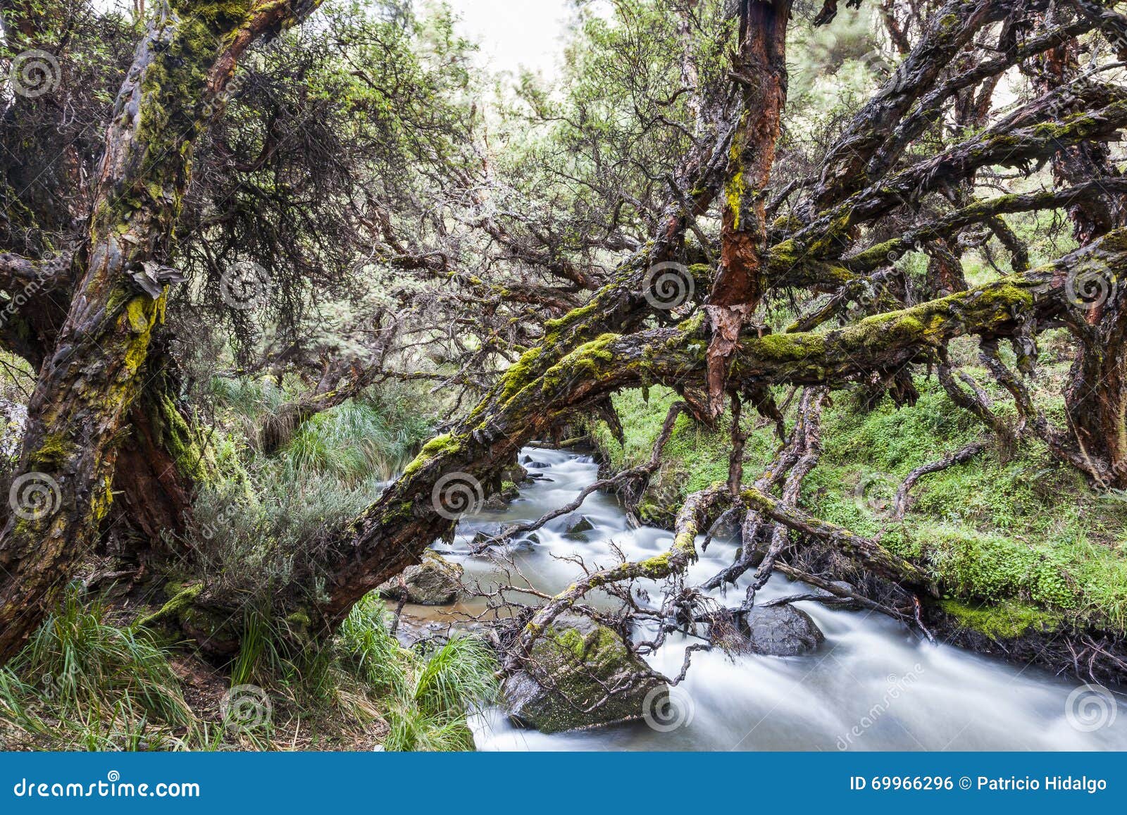 Polylepis forest stock photo. Image of moorland, green - 69966296