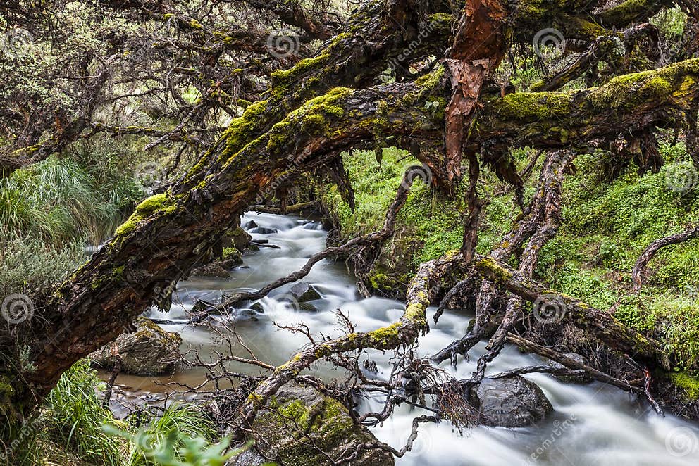 Polylepis forest stock image. Image of grass, moss, natural - 69966331