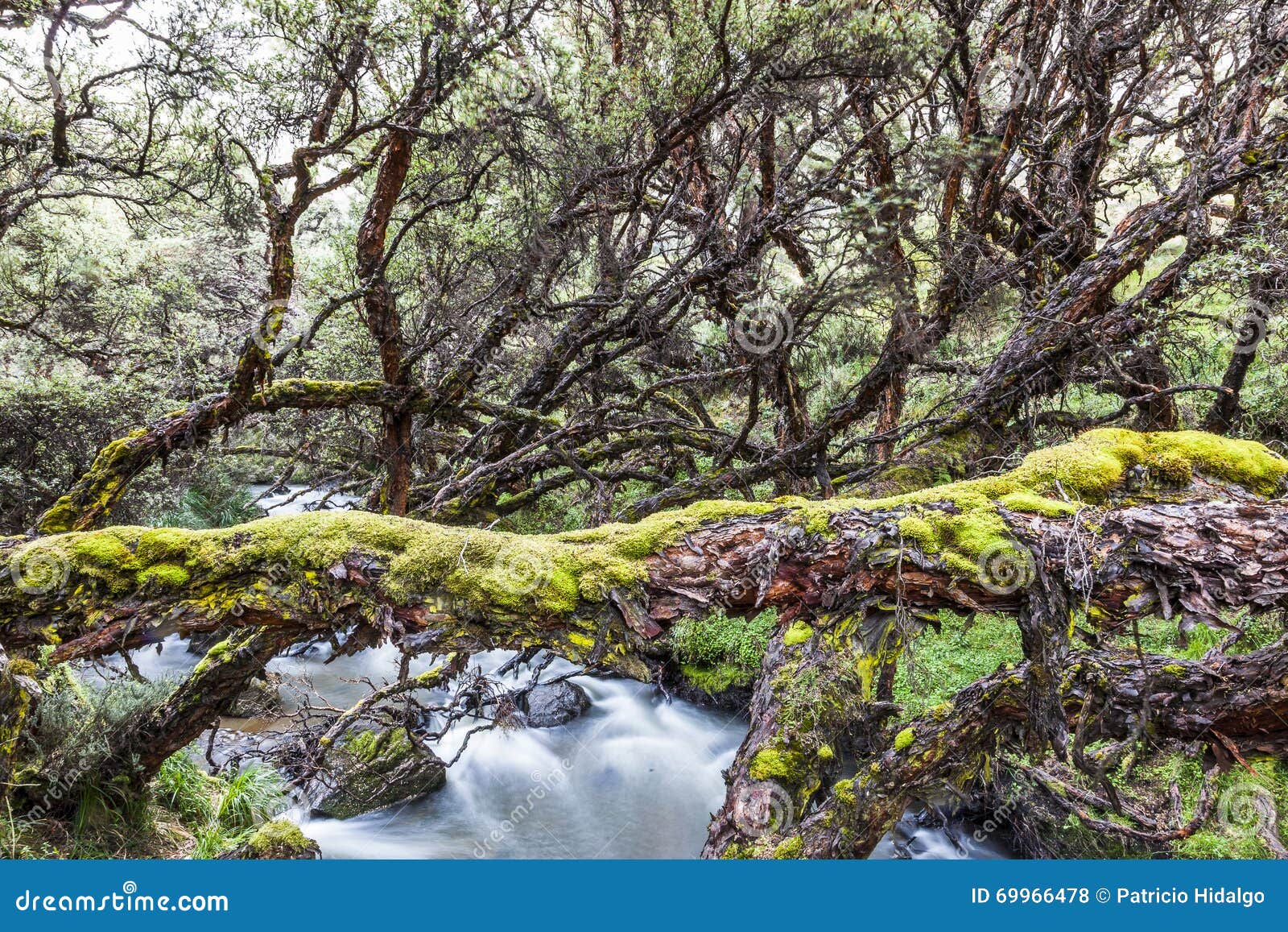 Polylepis forest stock photo. Image of andes, fresh, park - 69966478