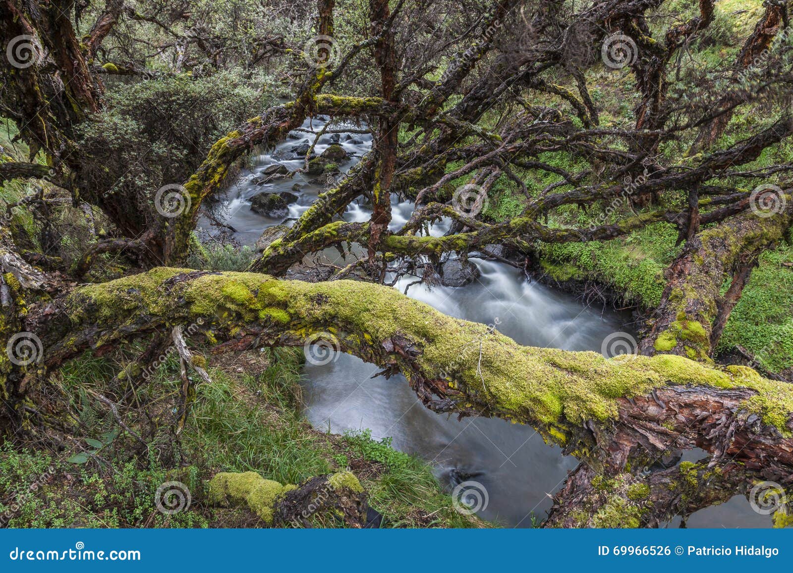 Polylepis forest stock photo. Image of floral, forest - 69966526