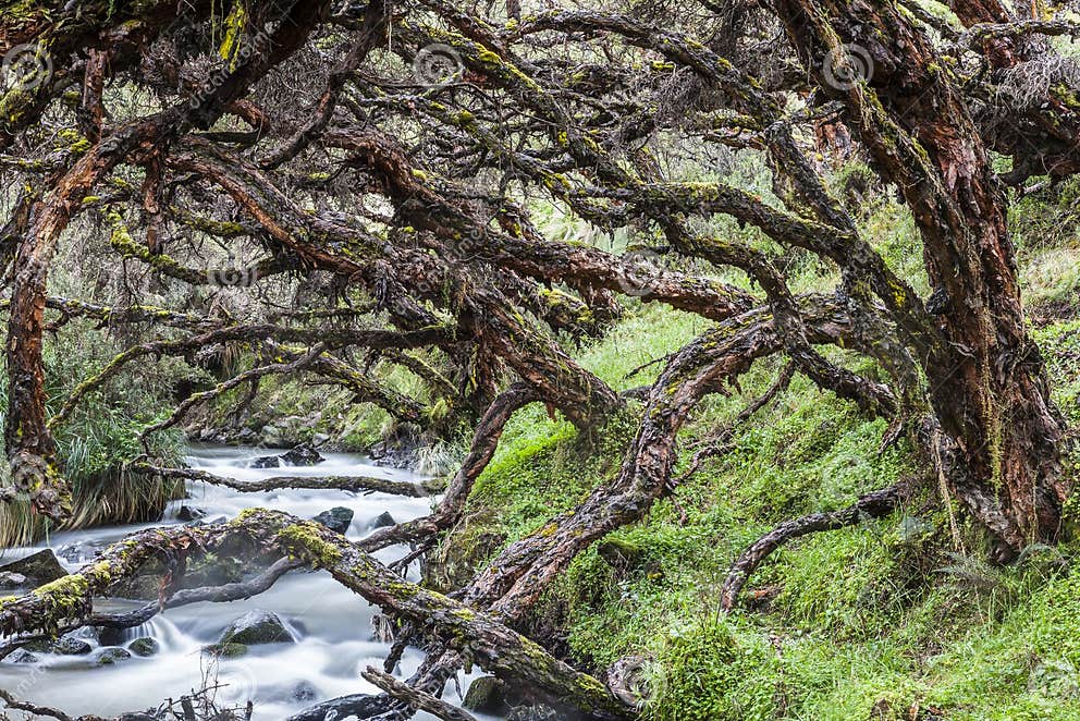 Polylepis forest stock image. Image of angel, pattern - 69966735