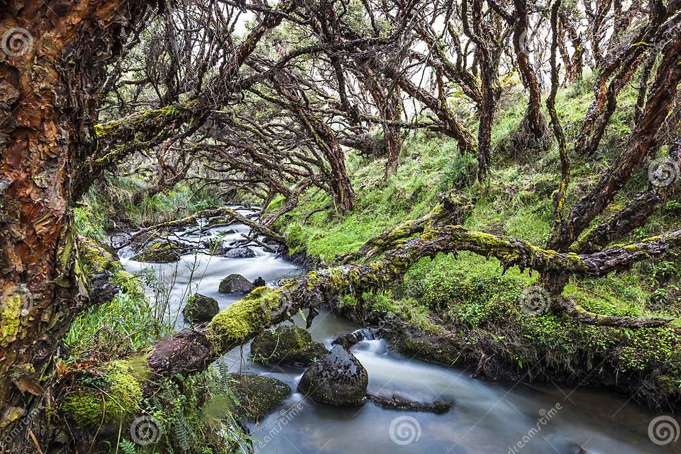 Polylepis forest stock image. Image of lichen, color - 69967273