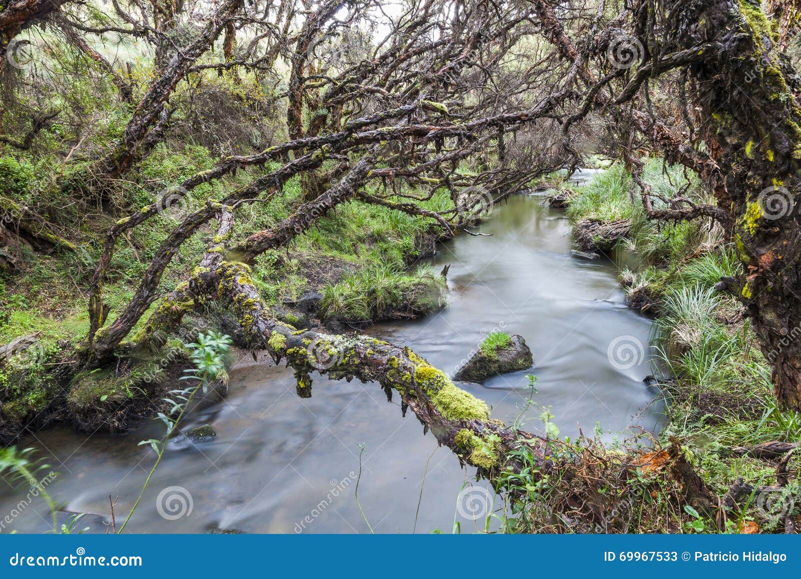 Polylepis forest stock image. Image of moor, america - 69967533