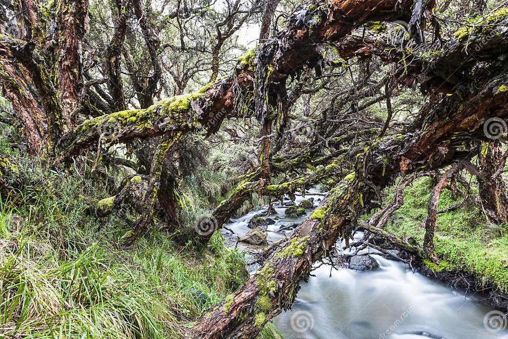 Polylepis forest stock photo. Image of moor, grass, fresh - 69967828