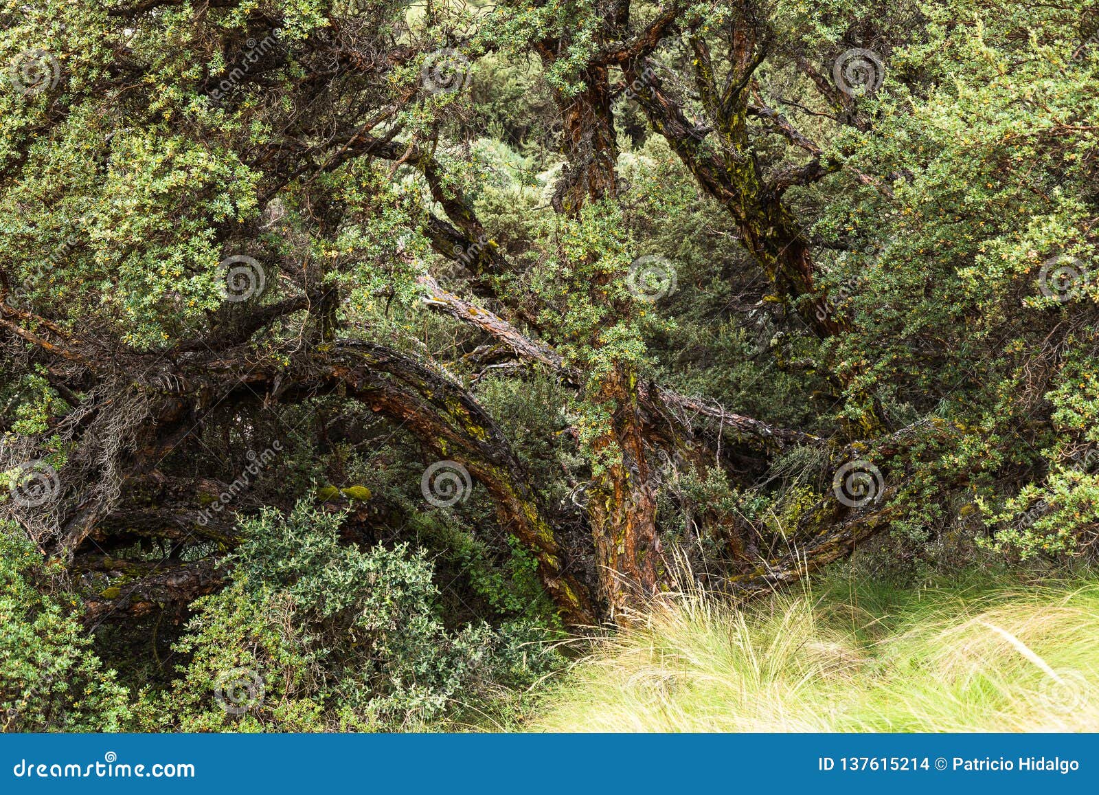 Polylepis forests stock photo. Image of plant, ancient - 137615214
