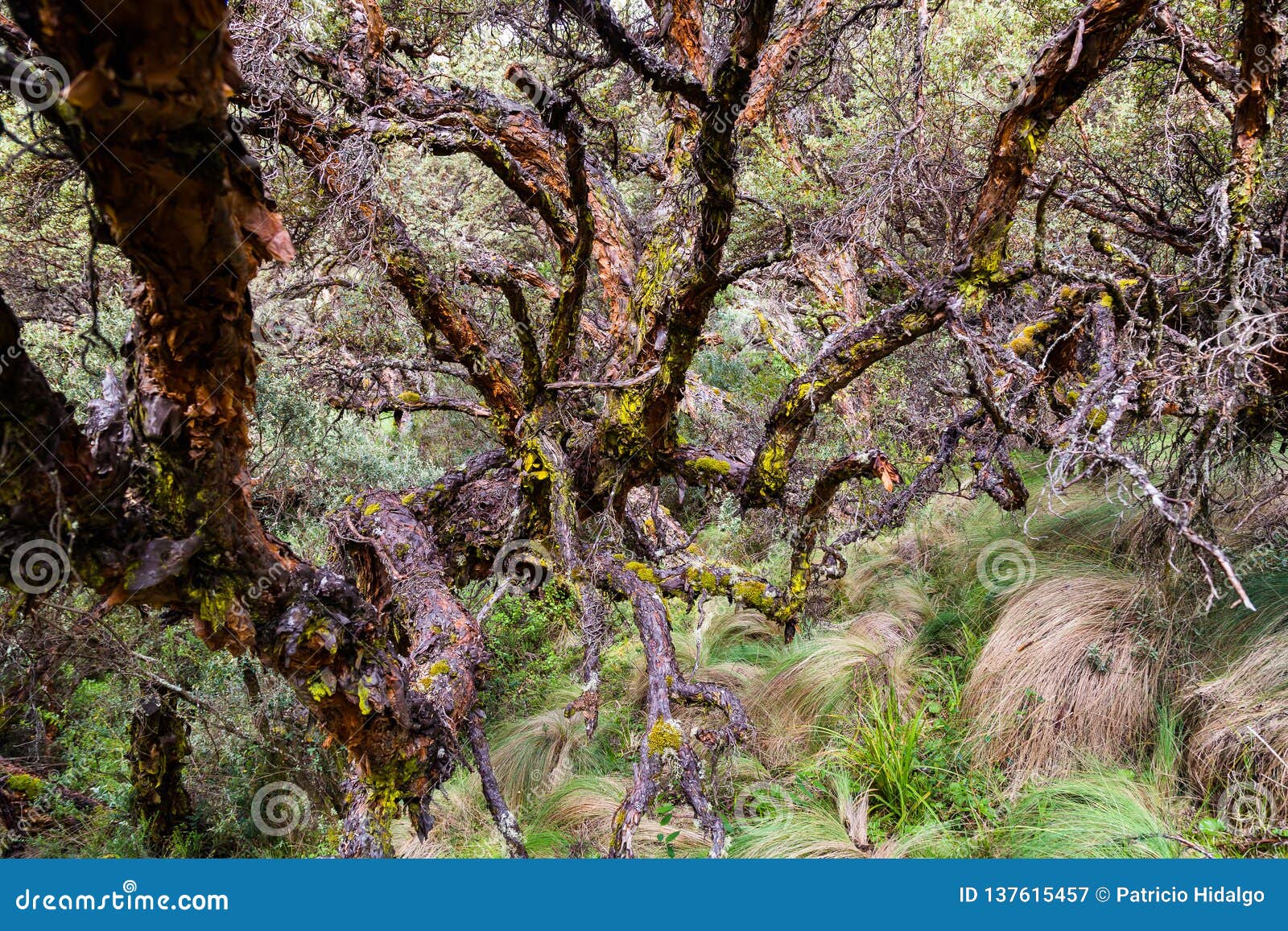 Polylepis forests stock image. Image of america, natural - 137615457