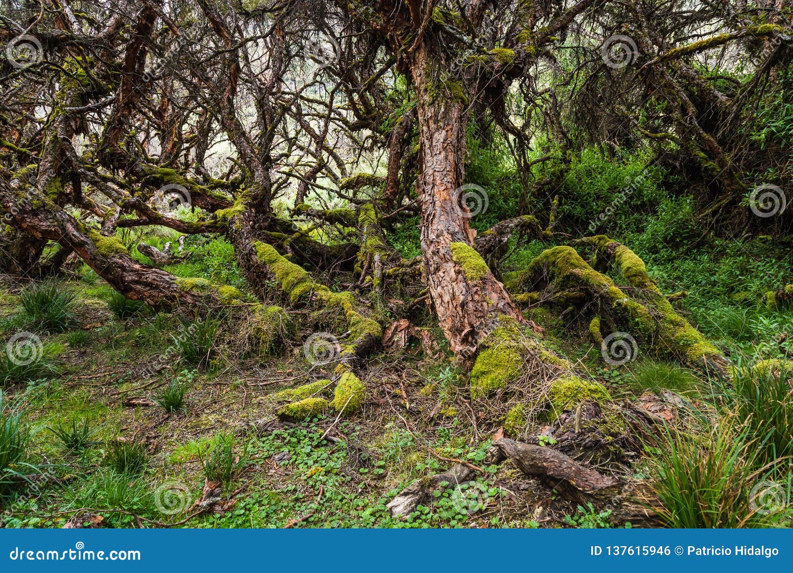 Polylepis forests stock photo. Image of national, andes - 137615946