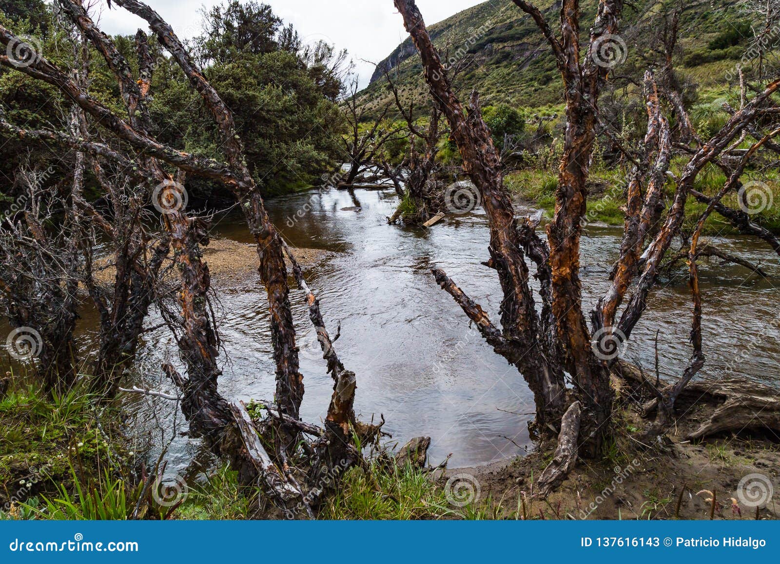 Polylepis forests stock image. Image of polylepis, natural - 137616143