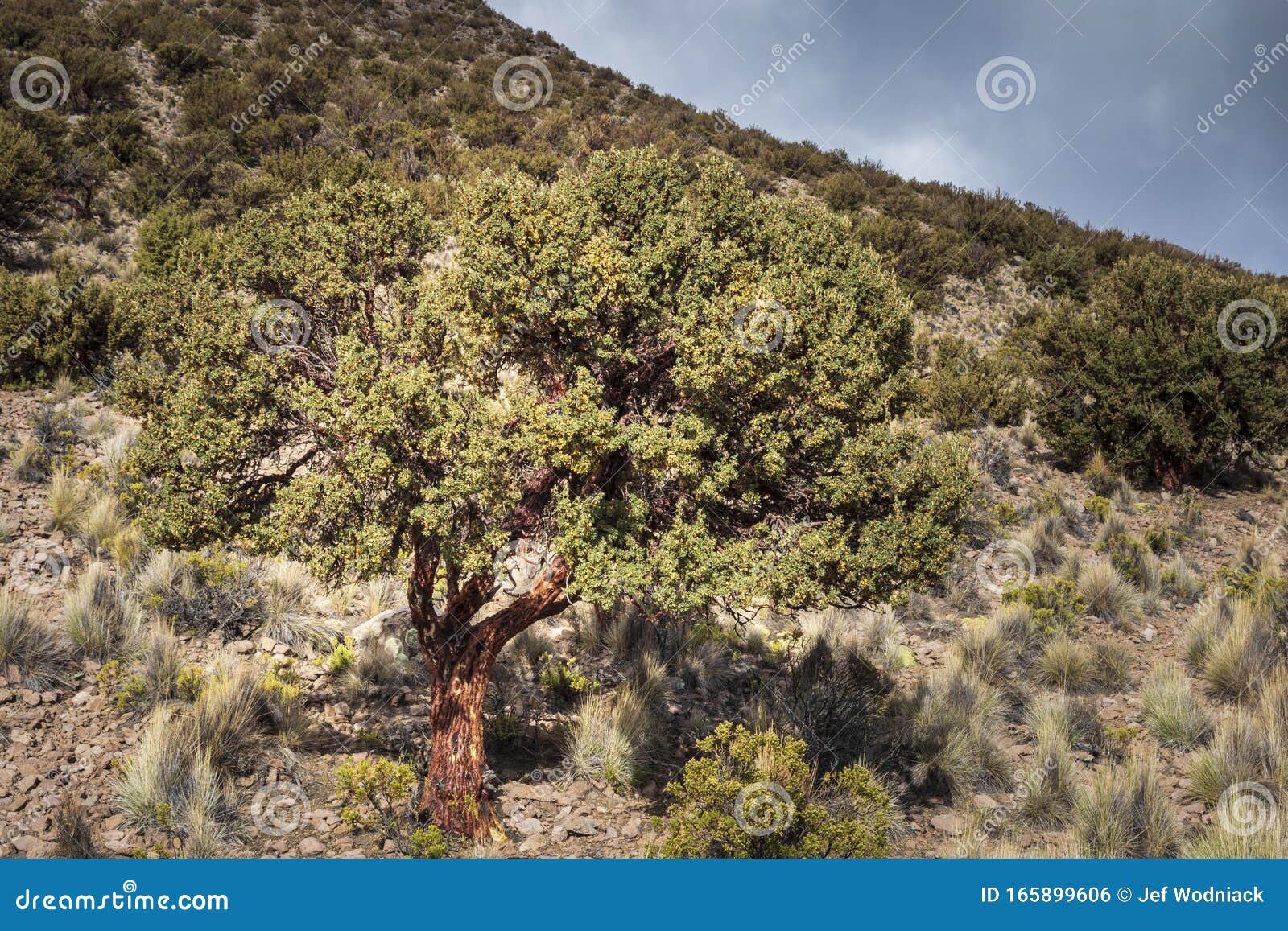 Polylepis Tarapacana is Tree that Grows Highest in Altitude in the ...