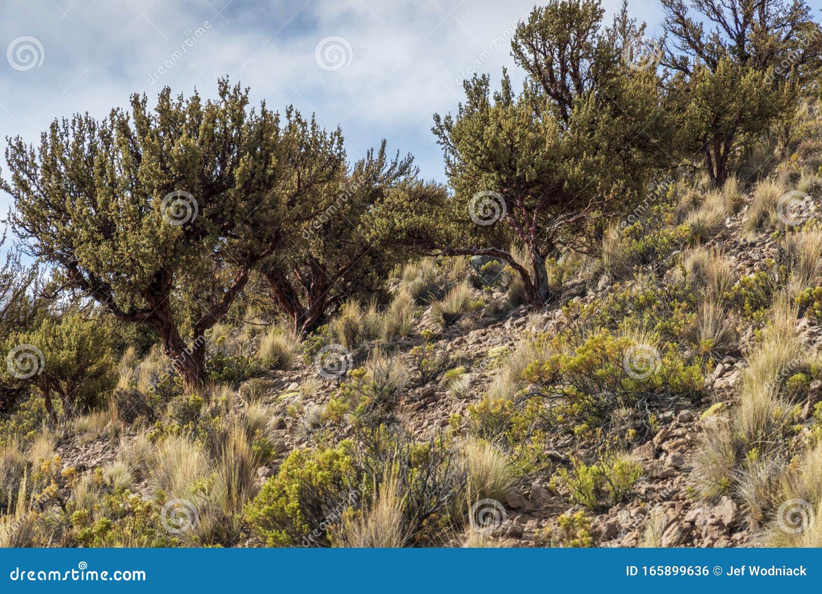 Polylepis Tarapacana is Tree that Grows Highest in Altitude in the ...