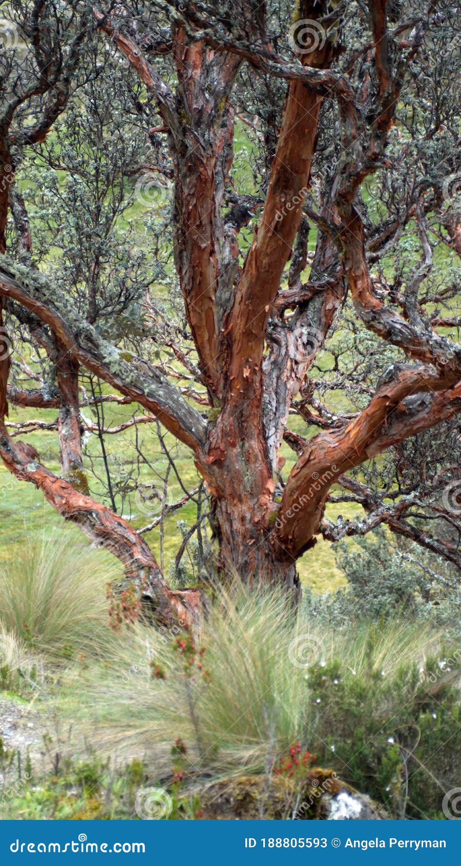 Paper tree in the paramo stock image. Image of nature - 188805593