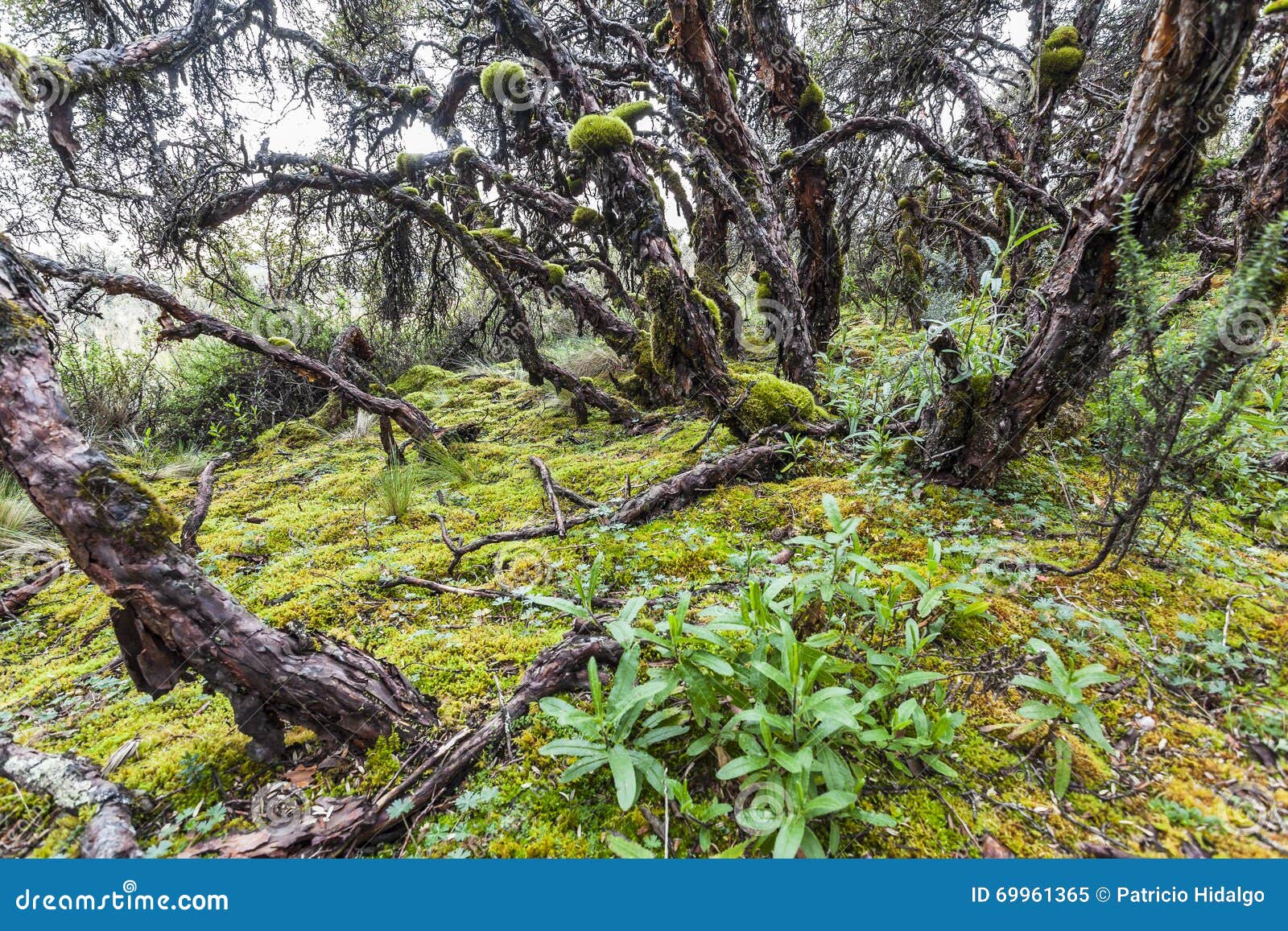 Polylepis Trees stock image. Image of mountain, enchanted - 69961365