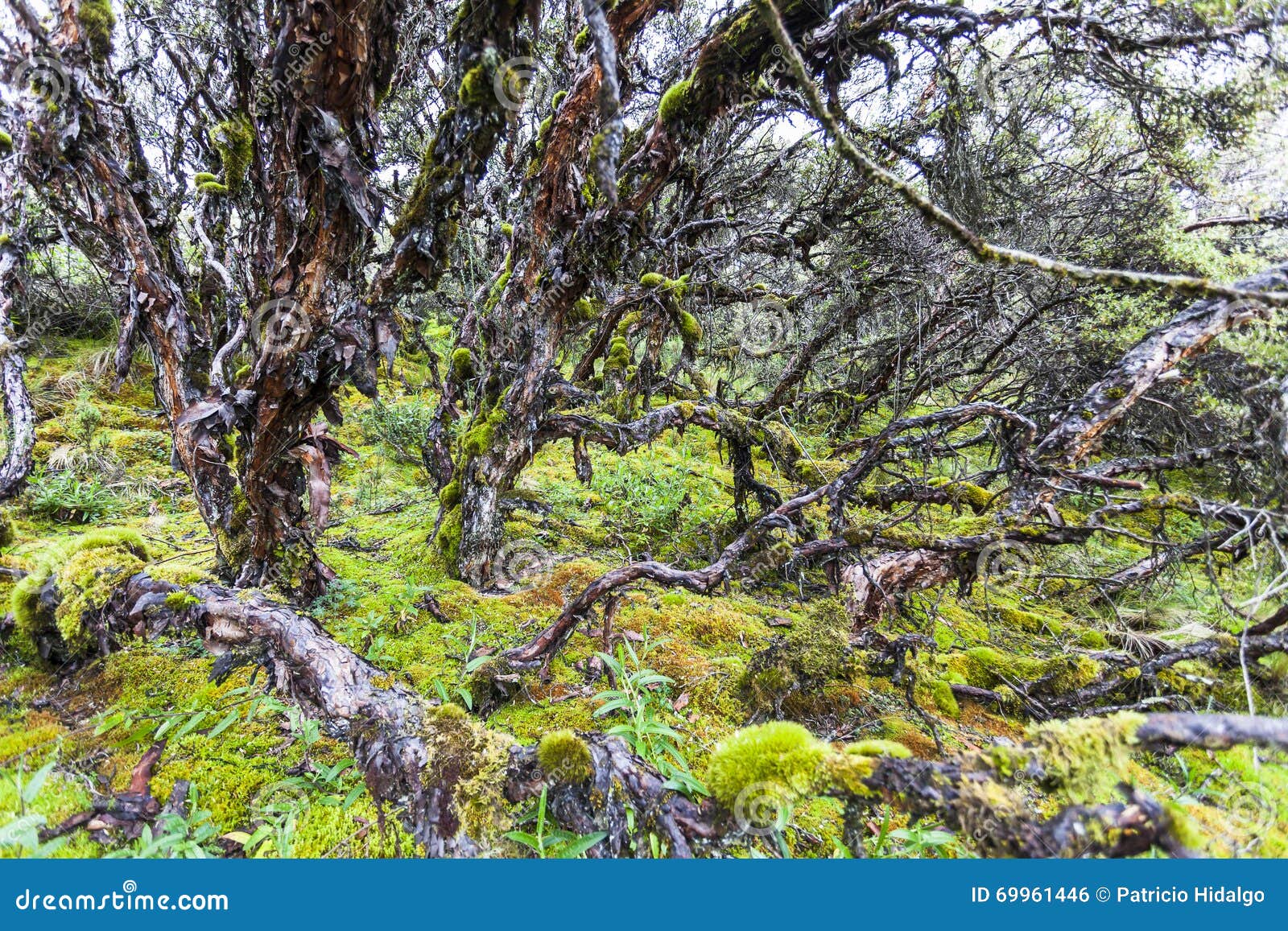 Polylepis Trees stock photo. Image of reserve, moor, enchanted - 69961446