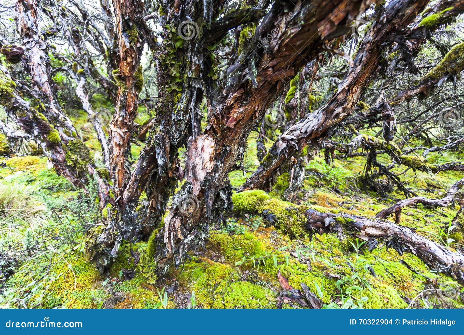Polylepis Trees stock photo. Image of background, hiking - 70322904