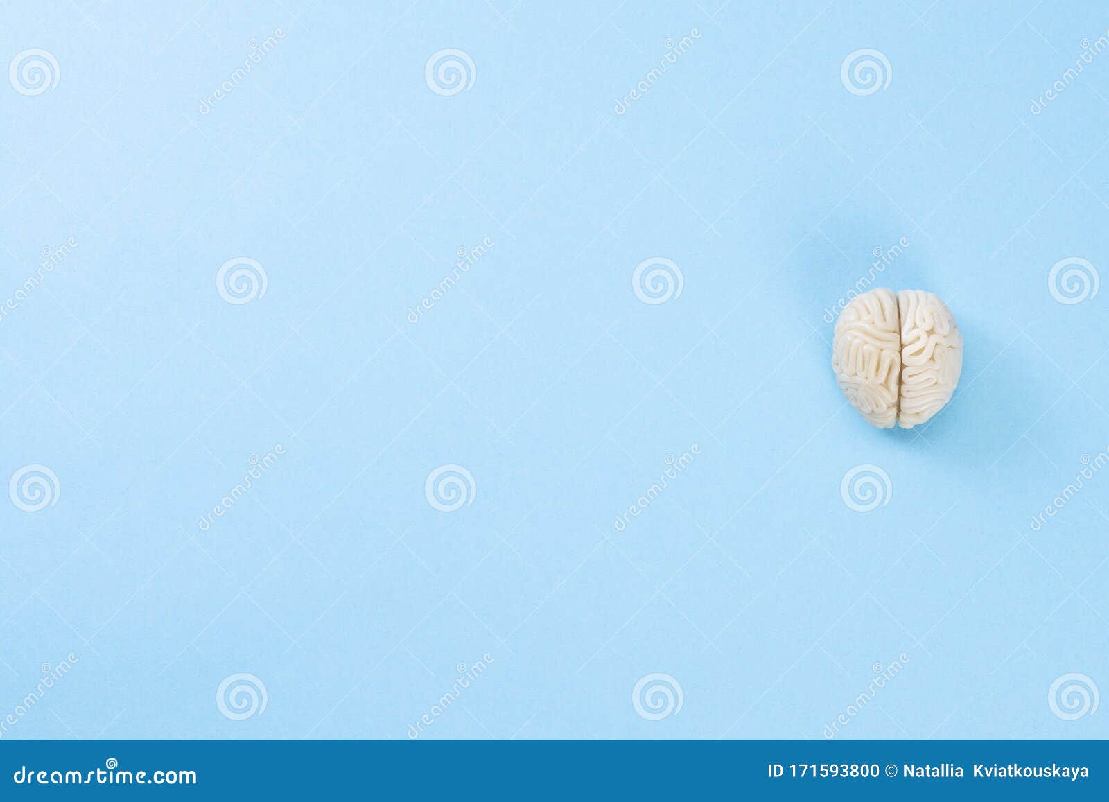 Polymer Clay Brain, Top View Isolated on a Blue Background, Place for ...