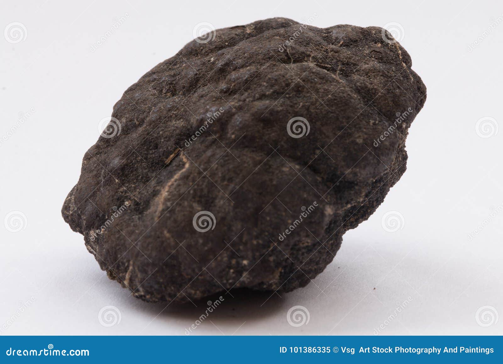 Polymetallic Nodules Pacific Ocean on White Background Stock Image ...