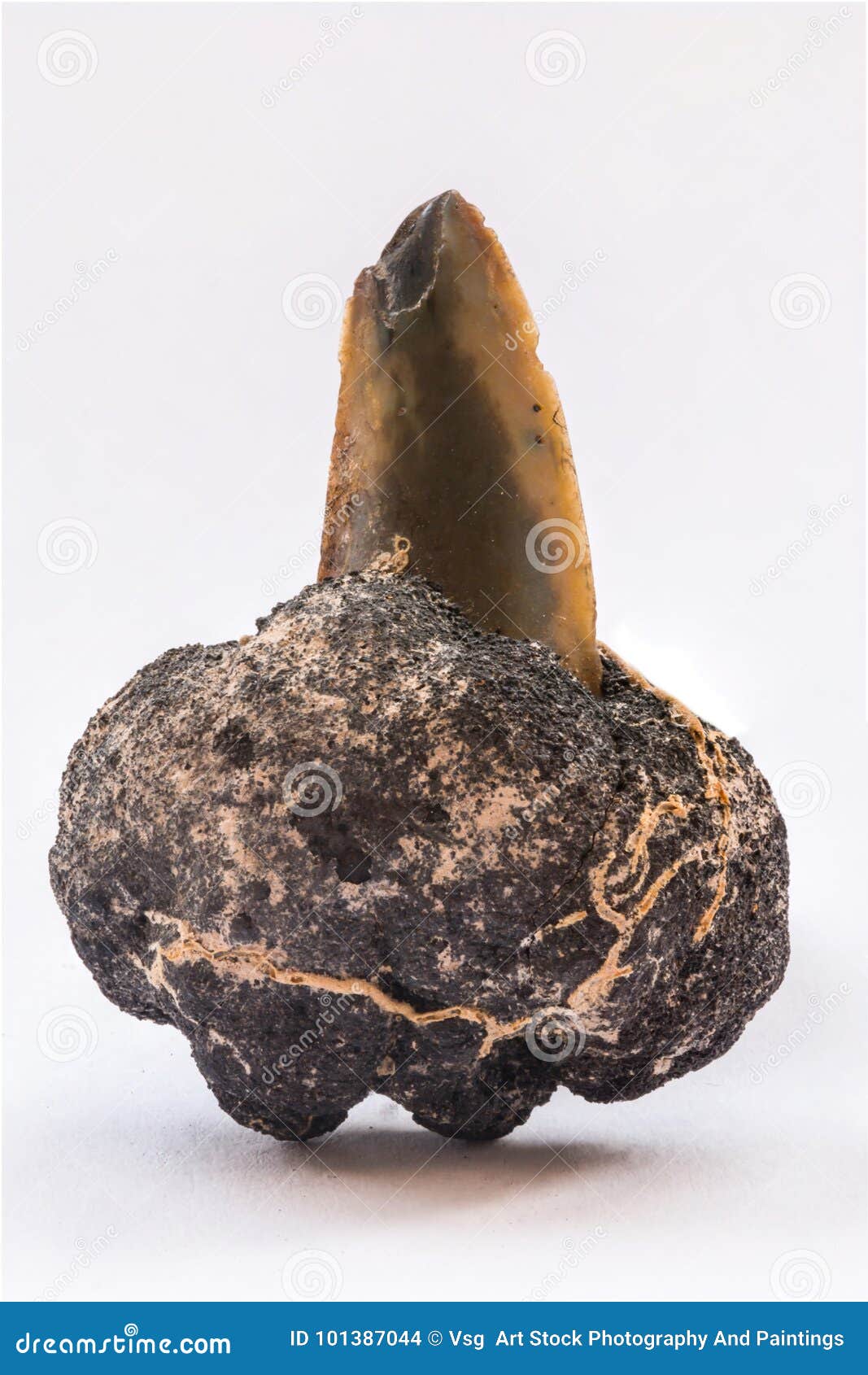 Polymetallic Nodules On White Background With Tooth Shark Stock Photo ...