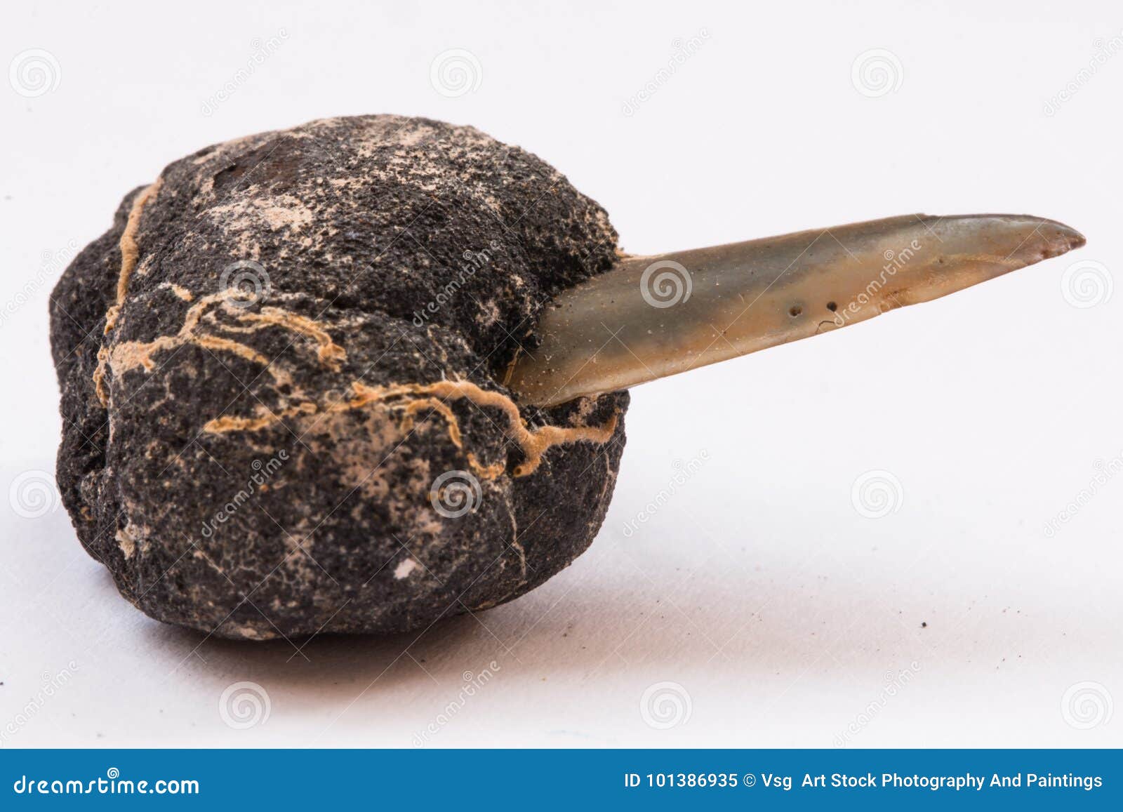 Polymetallic Nodules On White Background With Tooth Shark Stock Photo ...
