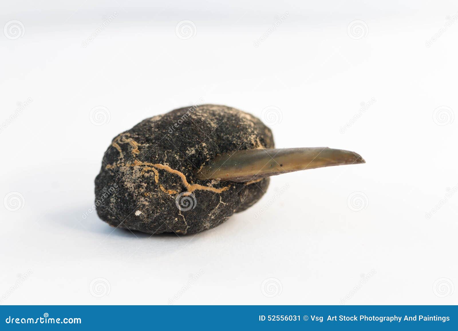 Polymetallic Nodules On White Background With Tooth Shark Stock Photo ...